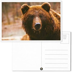 Wild Animal Kids Postcards, 20 Designs (4x6 In, 40 Pack)