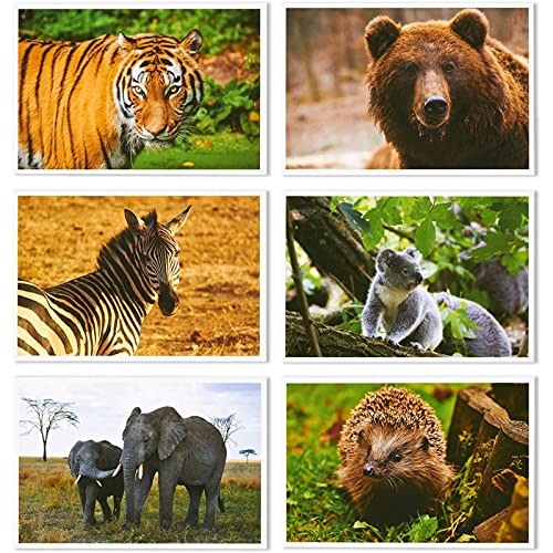 Wild Animal Kids Postcards, 20 Designs (4x6 In, 40 Pack)