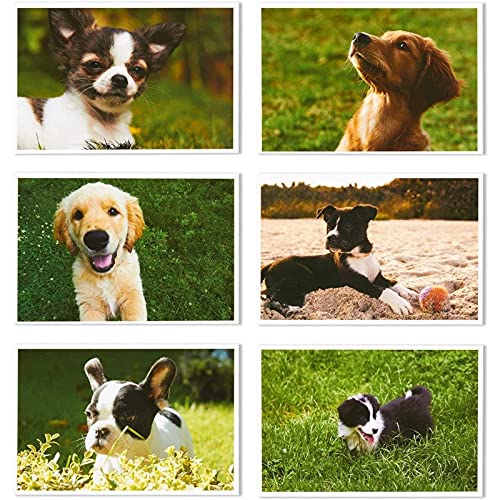 40 Pack Puppy Dog Postcards Bulk Set - All Occasion Assorted Blank Post Cards Greeting Bulk Box Set - 4 x 6 Inches