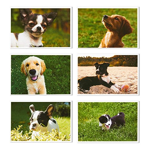 40 Pack Puppy Dog Postcards Bulk Set - All Occasion Assorted Blank Post Cards Greeting Bulk Box Set - 4 x 6 Inches