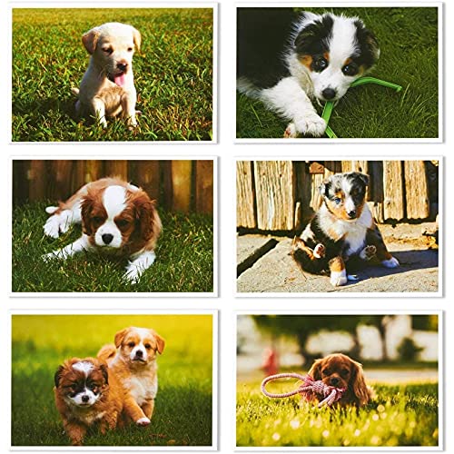 40 Pack Puppy Dog Postcards Bulk Set - All Occasion Assorted Blank Post Cards Greeting Bulk Box Set - 4 x 6 Inches