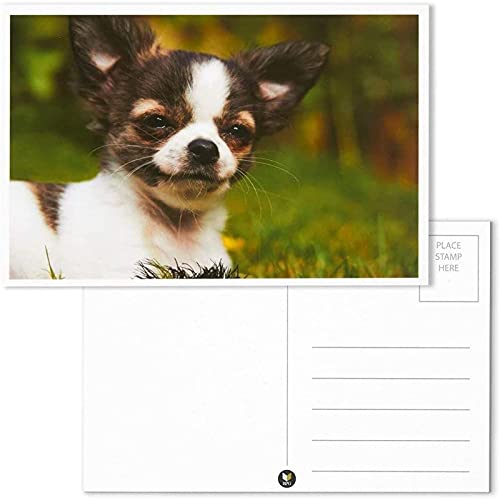 40 Pack Puppy Dog Postcards Bulk Set - All Occasion Assorted Blank Post Cards Greeting Bulk Box Set - 4 x 6 Inches