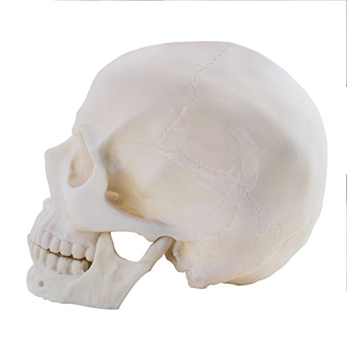 Life Size 1:1 Replica Realistic Human Skull Head Bone Model, Made with Resin