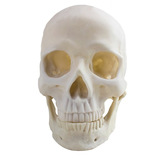 Life Size 1:1 Replica Realistic Human Skull Head Bone Model, Made with Resin