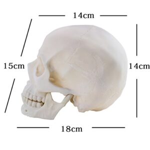 Life Size 1:1 Replica Realistic Human Skull Head Bone Model, Made with Resin