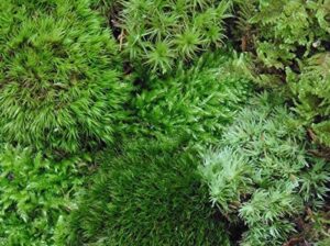 tin roof treasure live terrarium moss assortment