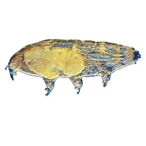 water bear (tardigrade) culture, living