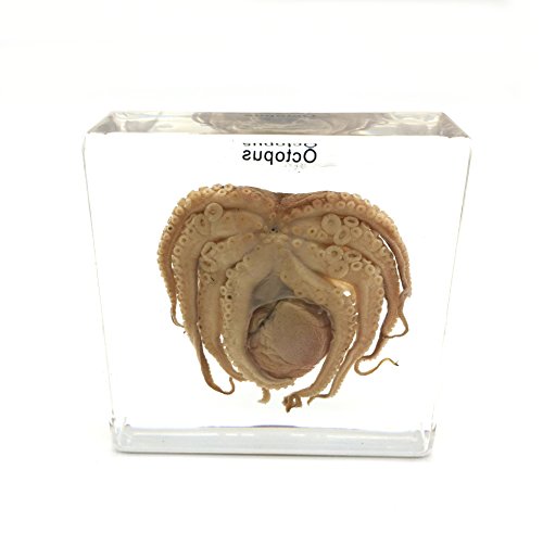 Octopus Specimen