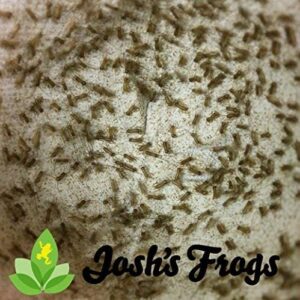 Josh's Frogs Pinhead Banded Crickets (500 Count)