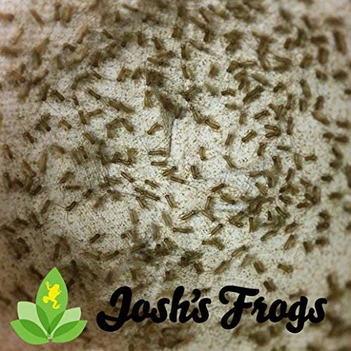 Josh's Frogs Pinhead Banded Crickets (500 Count)