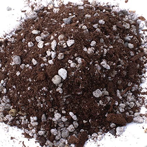 TerraGreen Creations Succulent Planter Kit - Terrarium Kit with Succulent Soil, Gravel, Pebble, Moss, Horticulture Charcoal, Terrarium Supplies For Fairy Gardens, or Cactus - Create Your Own Terrarium