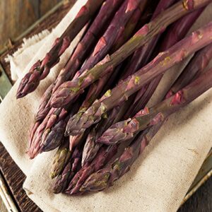 purple pacific 10 live asparagus bare root plants -2yr-crowns from hand picked nursery