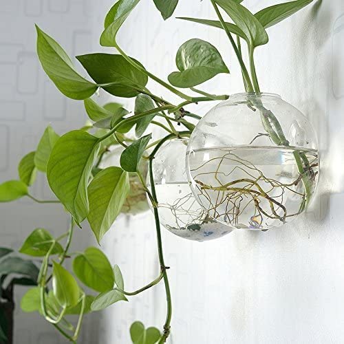 DZHJKIO Pack of 6 Glass Planters Wall Hanging Planters Round Glass Plant Pots Hanging Air Plant Pots Flower Vase Air Plant Terrariums Wall Hanging Plant Container, 12 cm Diameter