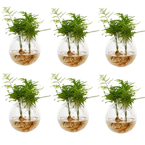 DZHJKIO Pack of 6 Glass Planters Wall Hanging Planters Round Glass Plant Pots Hanging Air Plant Pots Flower Vase Air Plant Terrariums Wall Hanging Plant Container, 12 cm Diameter