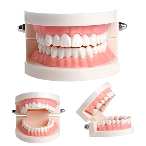 Dental Teach Study Adult Standard Demonstration Typodont Teeth Model Pink