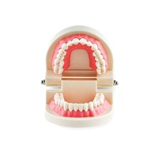 Dental Teach Study Adult Standard Demonstration Typodont Teeth Model Pink