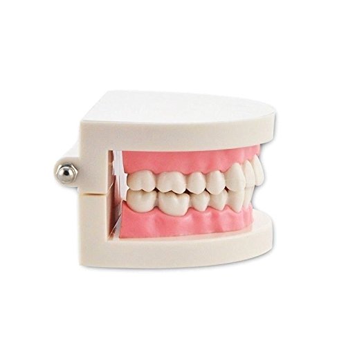 Dental Teach Study Adult Standard Demonstration Typodont Teeth Model Pink