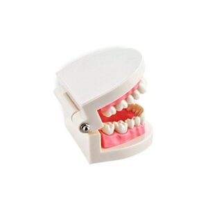 Dental Teach Study Adult Standard Demonstration Typodont Teeth Model Pink