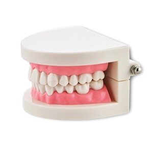 Dental Teach Study Adult Standard Demonstration Typodont Teeth Model Pink