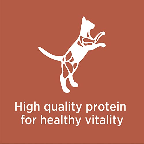 IAMS PROACTIVE HEALTH High Protein Adult Dry Cat Food with Chicken & Salmon Cat Kibble, 6 lb. Bag