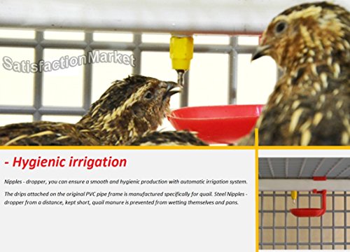 Quail Cage Two Compartment, The Patented Design, First in The World, Professional Quail Egg cage