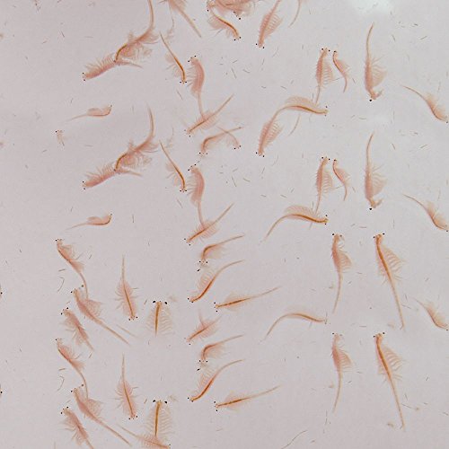 Carolina Biological Supply Company Brine Shrimp (Artemia), Live Adult, Ideal for Food