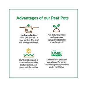 Plantation Products Jp508 Round Peat Pot, 5-Inch, 6-Pack (2)