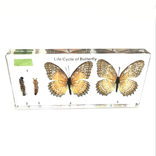 Lifecycle of a Butterfly Paperweights Science Classroom Specimens for Science Education