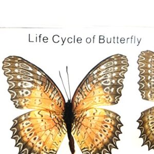 Lifecycle of a Butterfly Paperweights Science Classroom Specimens for Science Education