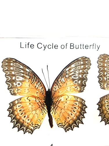 Lifecycle of a Butterfly Paperweights Science Classroom Specimens for Science Education