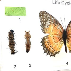 Lifecycle of a Butterfly Paperweights Science Classroom Specimens for Science Education