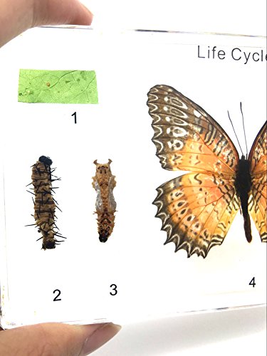 Lifecycle of a Butterfly Paperweights Science Classroom Specimens for Science Education