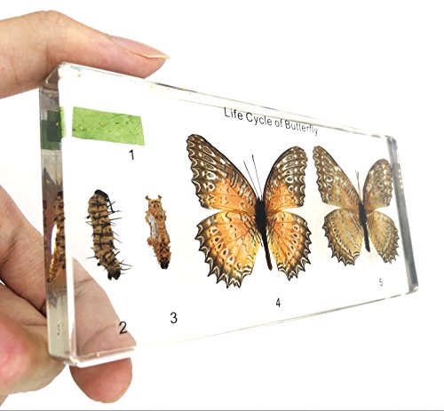 Lifecycle of a Butterfly Paperweights Science Classroom Specimens for Science Education