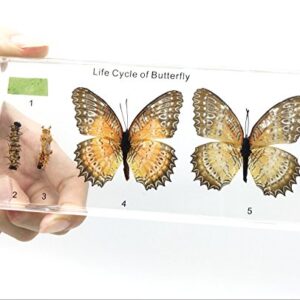 Lifecycle of a Butterfly Paperweights Science Classroom Specimens for Science Education