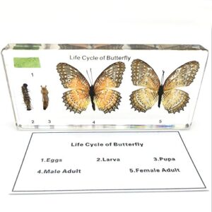 Lifecycle of a Butterfly Paperweights Science Classroom Specimens for Science Education