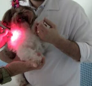 SHINE VETLIGHT Red Light Therapy - Support Recovery in Dogs, Cats, Horses and Other Animals as Used in Vet clinics