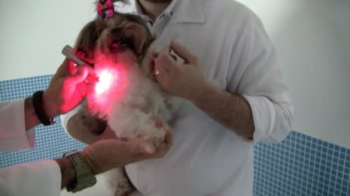 SHINE VETLIGHT Red Light Therapy - Support Recovery in Dogs, Cats, Horses and Other Animals as Used in Vet clinics