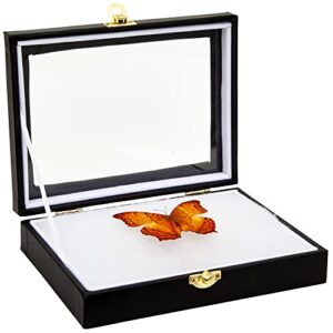 juvale insect display case with glass top, riker mount for collecting butterfly and bug (8 x 1.8 x 6 in)