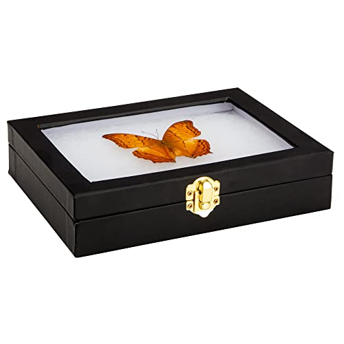 Juvale Insect Display Case with Glass Top, Riker Mount for Collecting Butterfly and Bug (8 x 1.8 x 6 in)