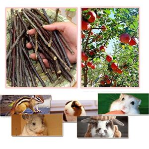 Hypeety Pet Snacks Apple Wood Sticks Chew Toy for Squirrel Rabbits Bunny Guinea Pigs Chinchilla Hamster 100g (3.5oz)