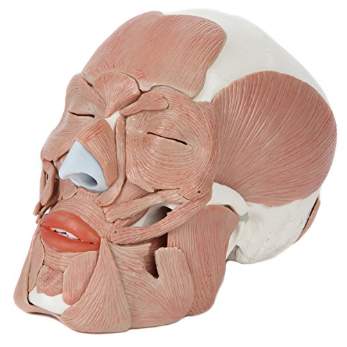 Axis Scientific 3-Part Painted Skull Model with Facial Musculature – Life Size Anatomical Skull Model with 36 Removable Parts