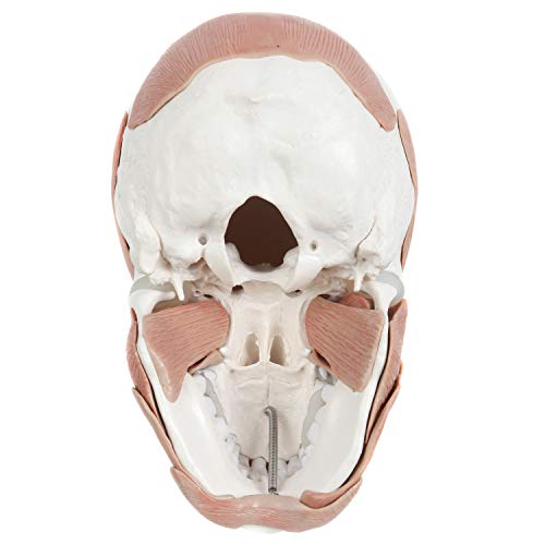 Axis Scientific 3-Part Painted Skull Model with Facial Musculature – Life Size Anatomical Skull Model with 36 Removable Parts