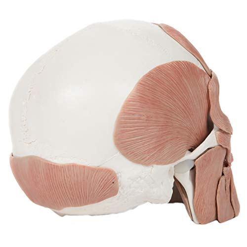 Axis Scientific 3-Part Painted Skull Model with Facial Musculature – Life Size Anatomical Skull Model with 36 Removable Parts