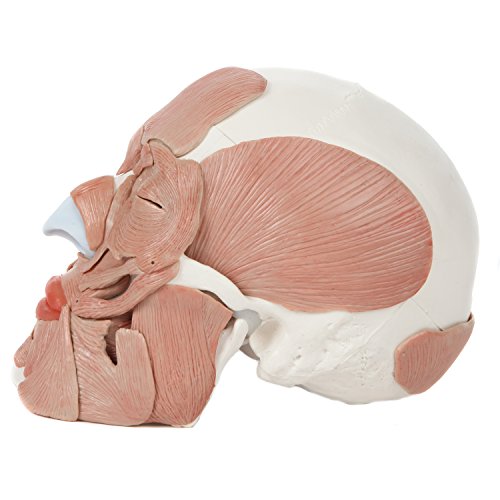 Axis Scientific 3-Part Painted Skull Model with Facial Musculature – Life Size Anatomical Skull Model with 36 Removable Parts