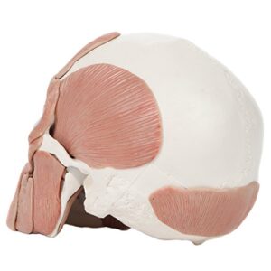 Axis Scientific 3-Part Painted Skull Model with Facial Musculature – Life Size Anatomical Skull Model with 36 Removable Parts