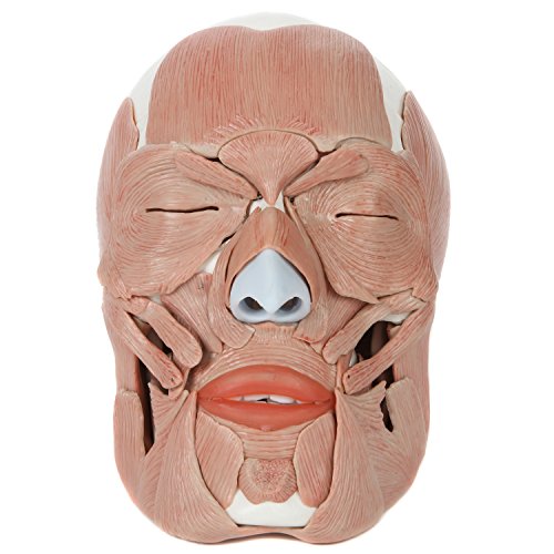 Axis Scientific 3-Part Painted Skull Model with Facial Musculature – Life Size Anatomical Skull Model with 36 Removable Parts