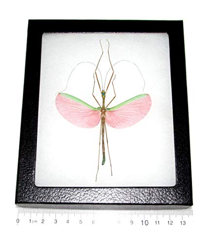 BicBugs Marmessoidea rosea Real Framed Stick Bug Pink Walking Stick Insect Specimen