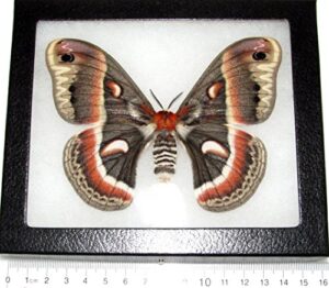 bicbugs hyalophora cecropia female real framed moth usa