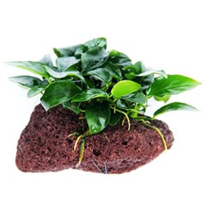 greenpro (anubias nana petite lava stone) anubias, java fern, moss and more! freshwater live aquarium plants on driftwood for aquatic tropical fish tank decorations - easy to drop