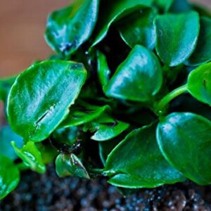 Greenpro (Anubias Nana Petite Lava Stone) Anubias, Java Fern, Moss and More! Freshwater Live Aquarium Plants on Driftwood for Aquatic Tropical Fish Tank Decorations - Easy to Drop